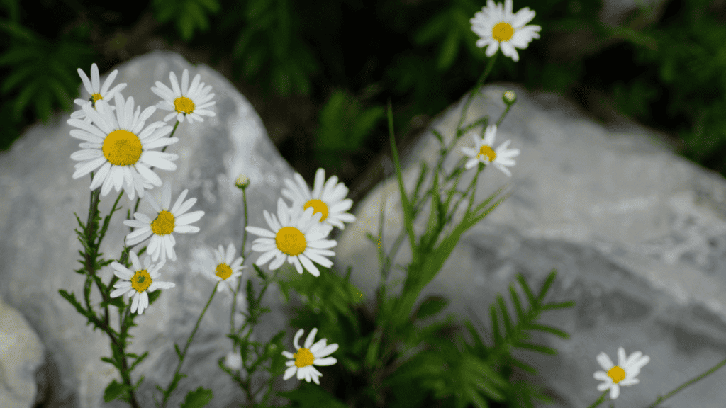 5 Sources to Draw Resilience From